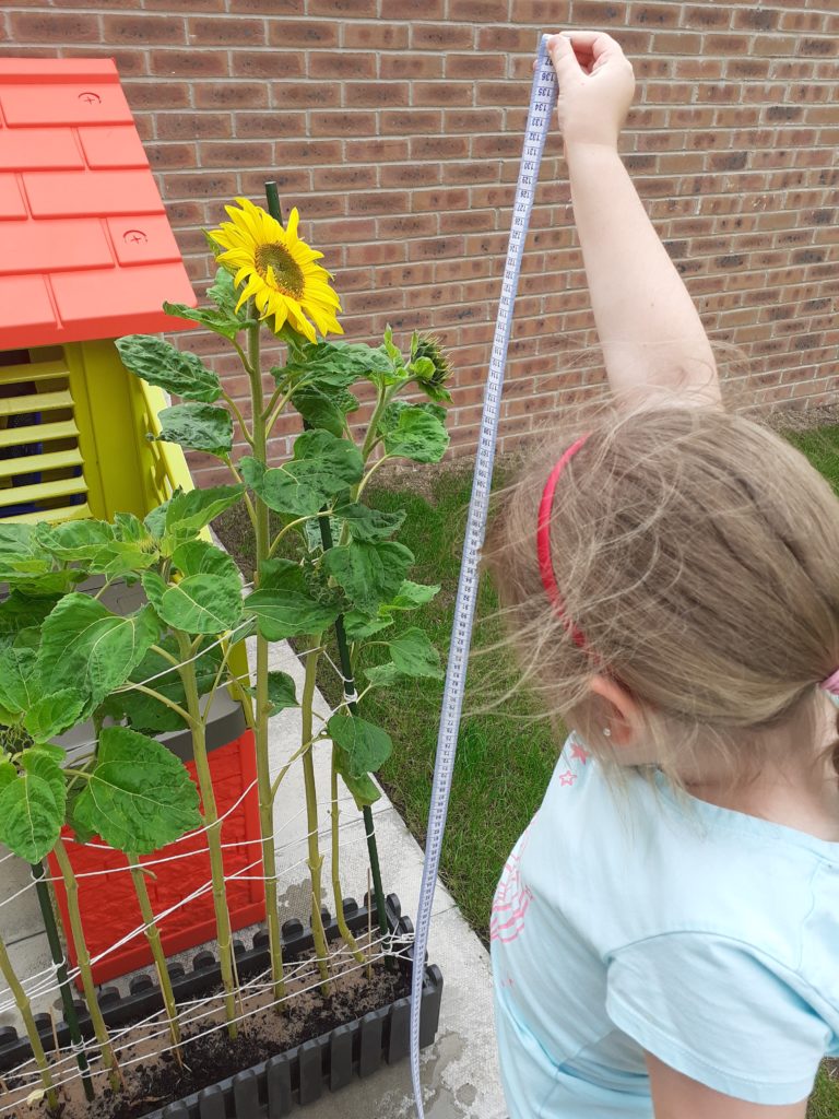 nationwide engineering's summer sunflower competition - Horatio's Garden